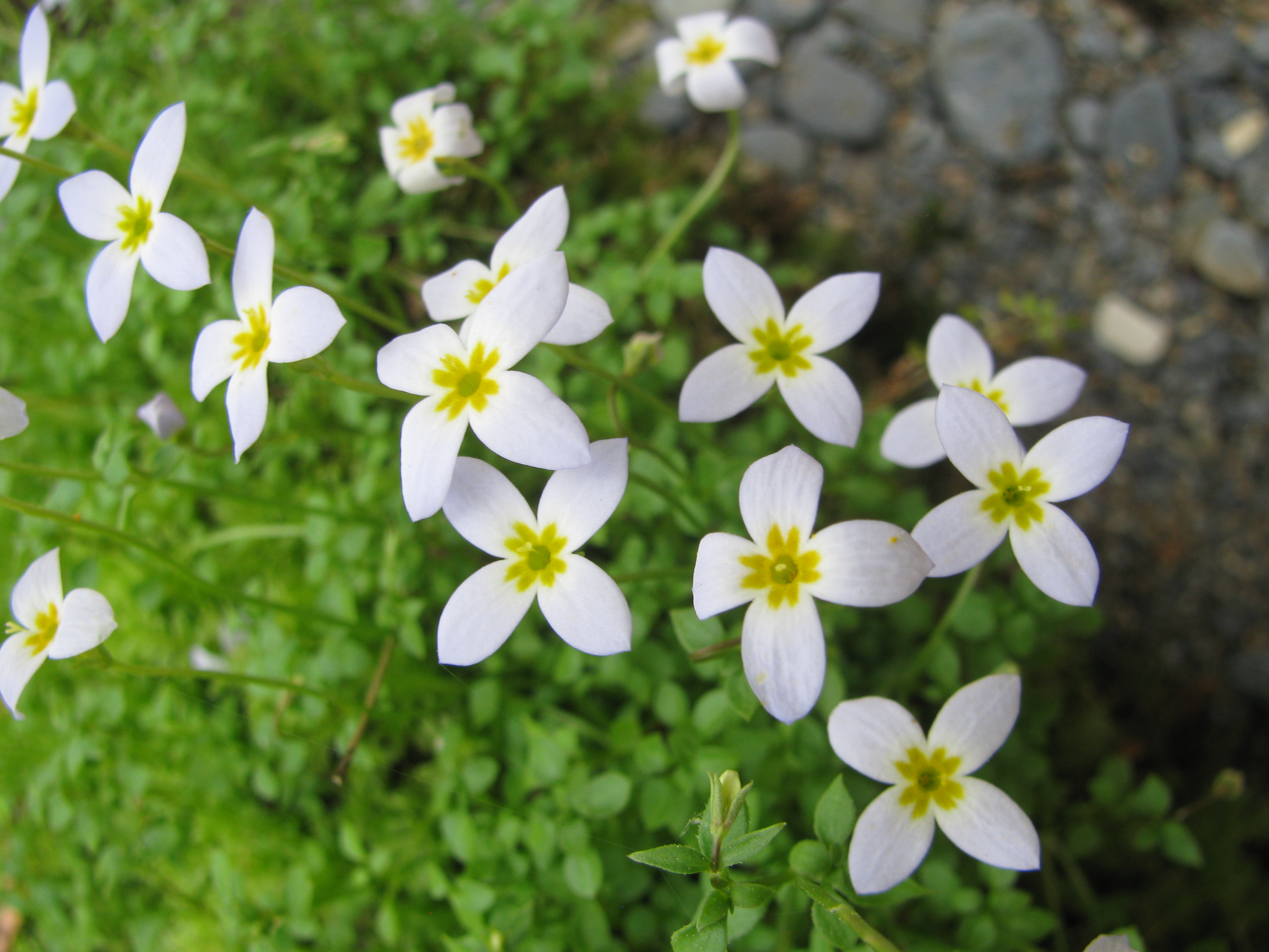 Thymeleaf Bluet Floral Finds